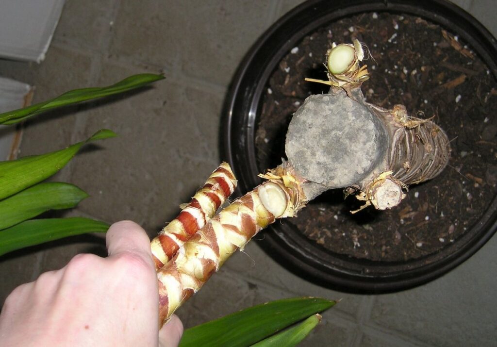 How to grow and care a yucca plant as an indoor plant – GetGoldoon