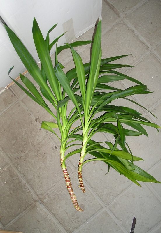 How to grow and care a yucca plant as an indoor plant – GetGoldoon