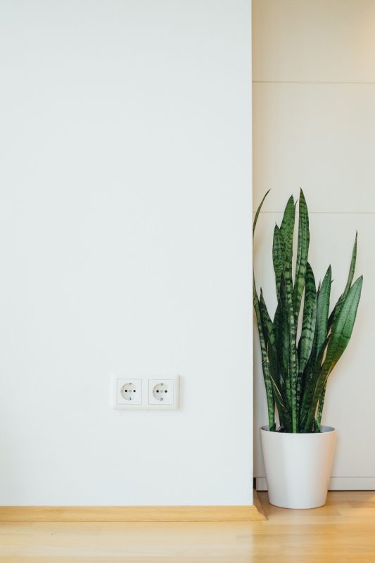 Snake plant: beautify your office with snake plants + plant care tips ...