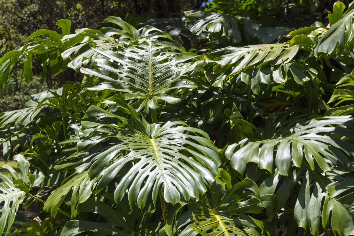 Monstera Deliciosa: a Monster at Home or Office – GetGoldoon